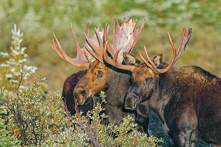 Between a Moose and a Hard Place